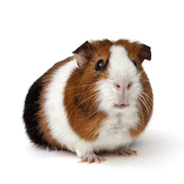 Guinea Pig – Tagged "Grooming - Kits" – eCottage.sg